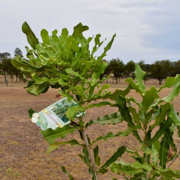 Macadamia Cookies Recipe | Cooking with Nana Ling