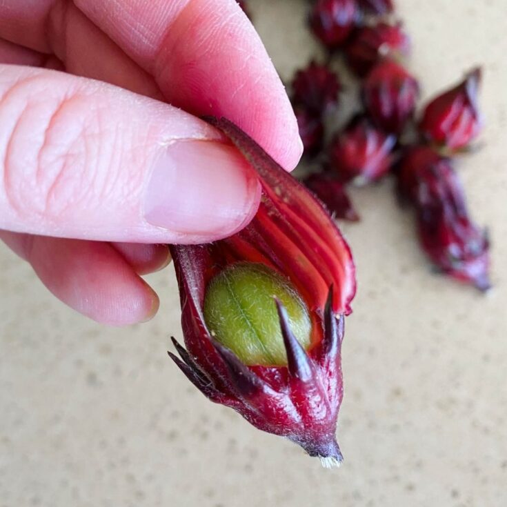 Raspberry and Rosella Jam | Cooking with Nana Ling