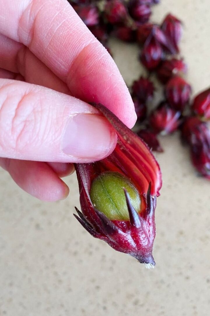 Rosella Jam Recipe | Cooking with Nana Ling